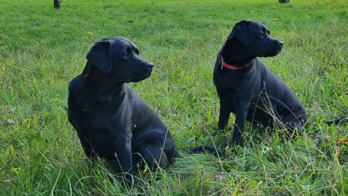 Der Labrador Retriever